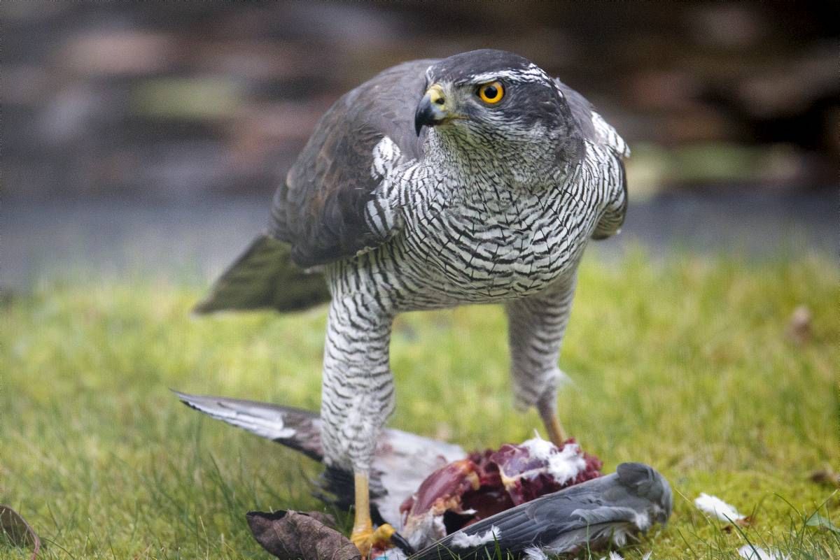 Sperwer of havik?